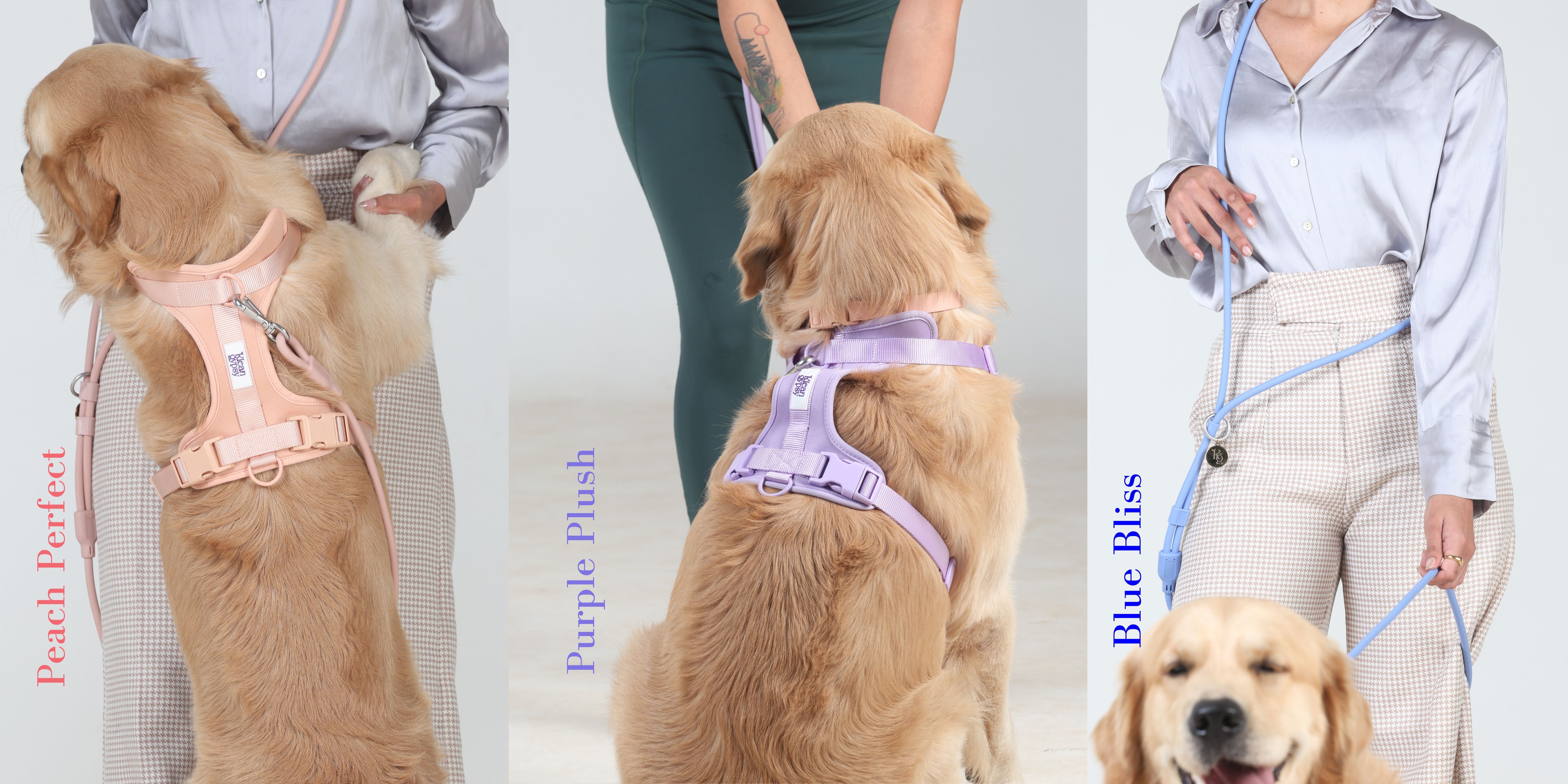Harness vs Collar: Which One Should You Use for Your Dog? – Klean Gypsy